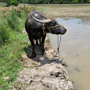 从特斯拉FSD首次自己交付自己，更多了解HW5.0平台 - 今日头条